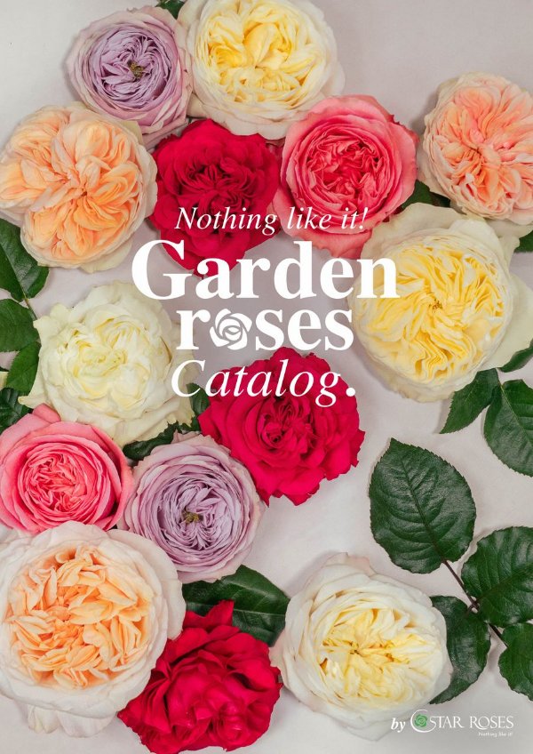 GARDEN ROSES CATALOG - STAR ROSES by Alejandra Jarrin - Flipsnack
