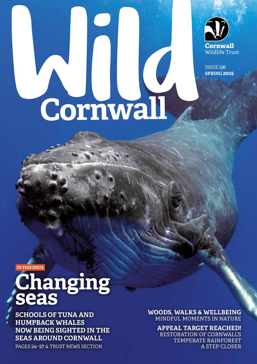 Wild Cornwall 156 | Spring Edition | Cornwall Wildlife Trust by ...