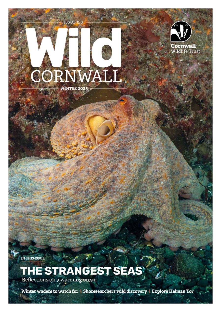 Wild Cornwall Issue 158 by Cornwall... - Flipsnack