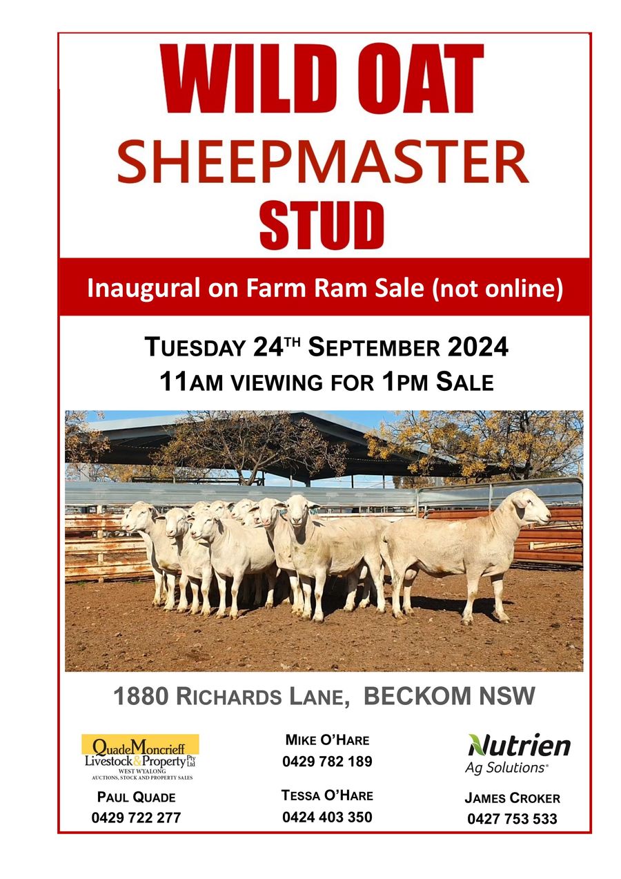 Wild Oat SheepMaster Stud Sale 2024 by hannah - Flipsnack