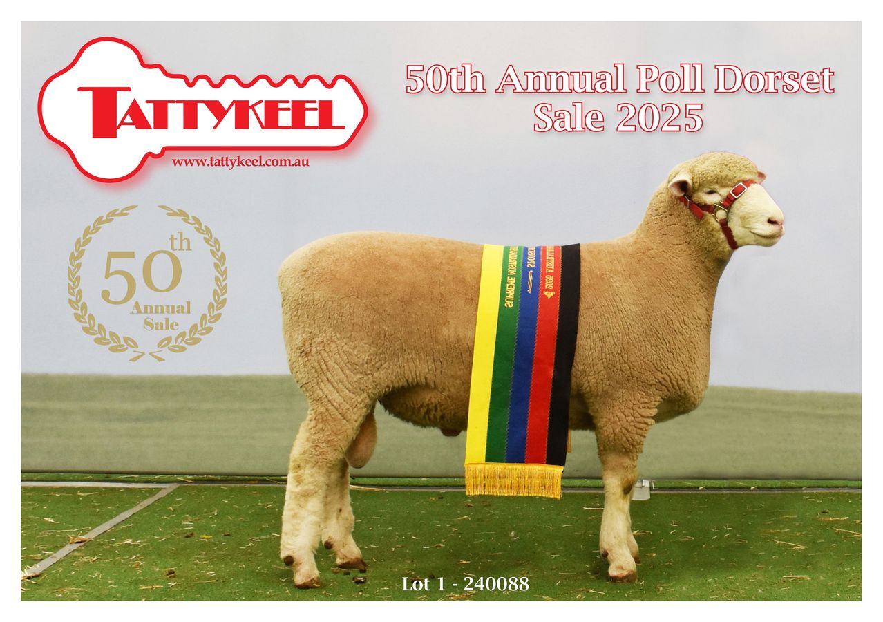 50th Annual Tattykeel Poll Dorset Stud & Flock Sale by QPL Livestock ...