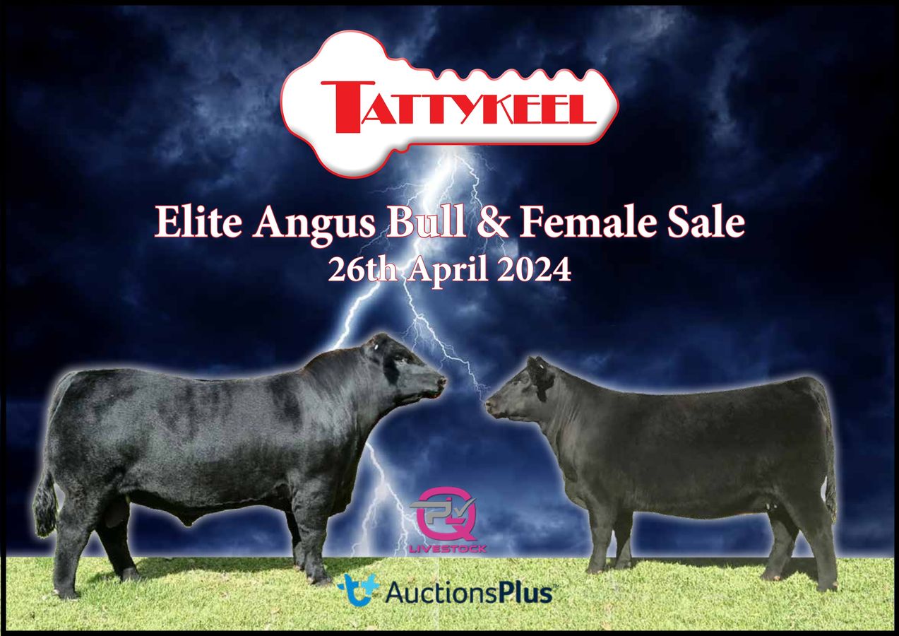 2024 Angus Catalogue by QPL Livestock - Flipsnack